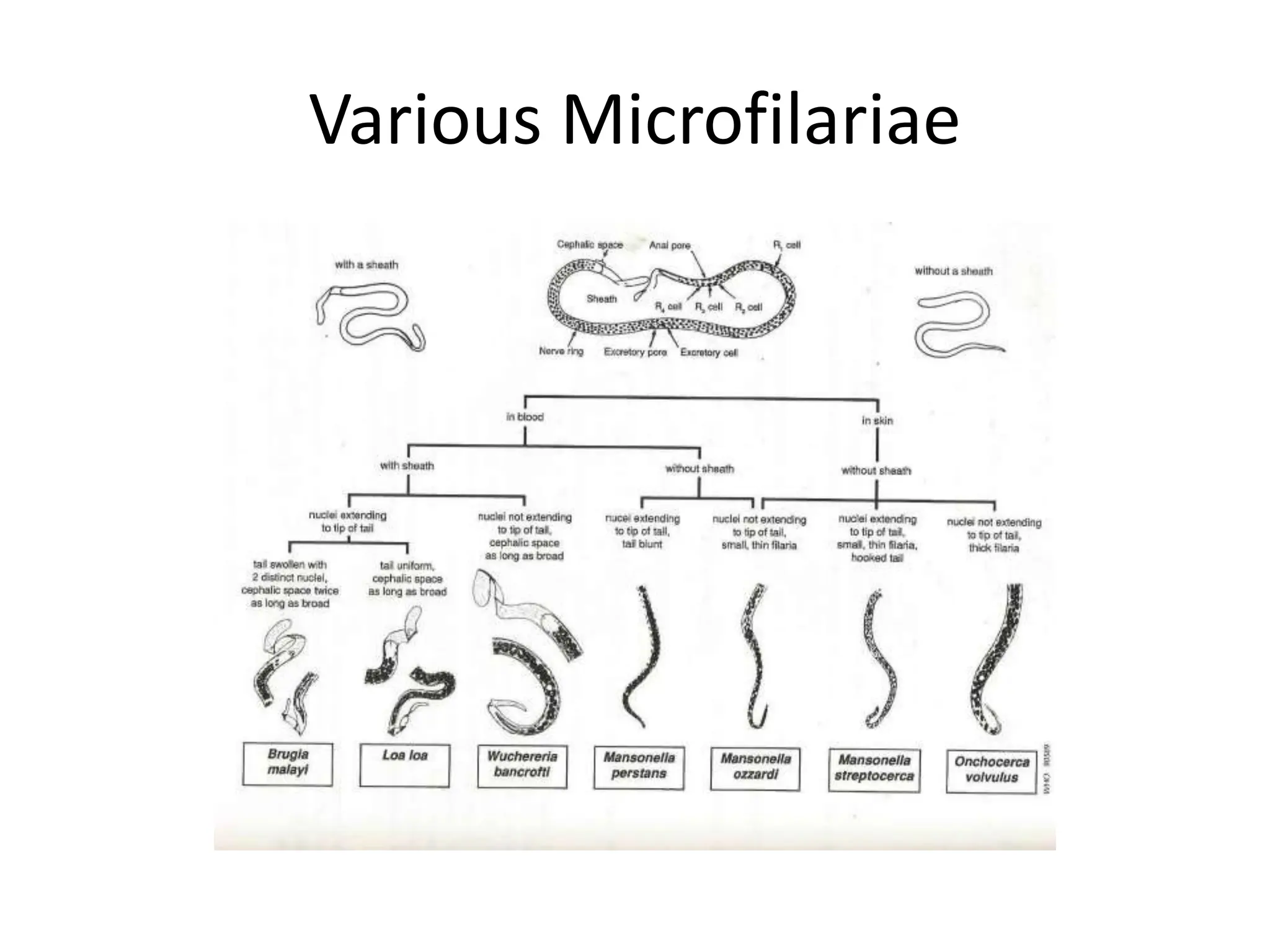 FILARIASIS. pptx | PPTX