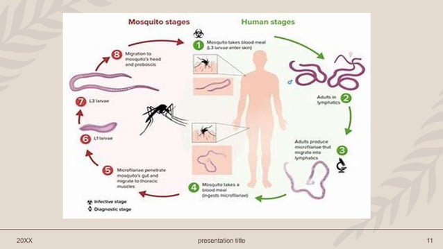 FILARIASIS Department of Physiotherapy, SHUATS | PPT