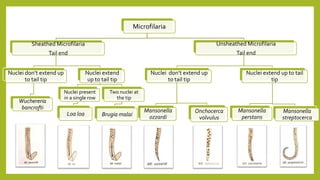 filariasis classification and general features | PPTX