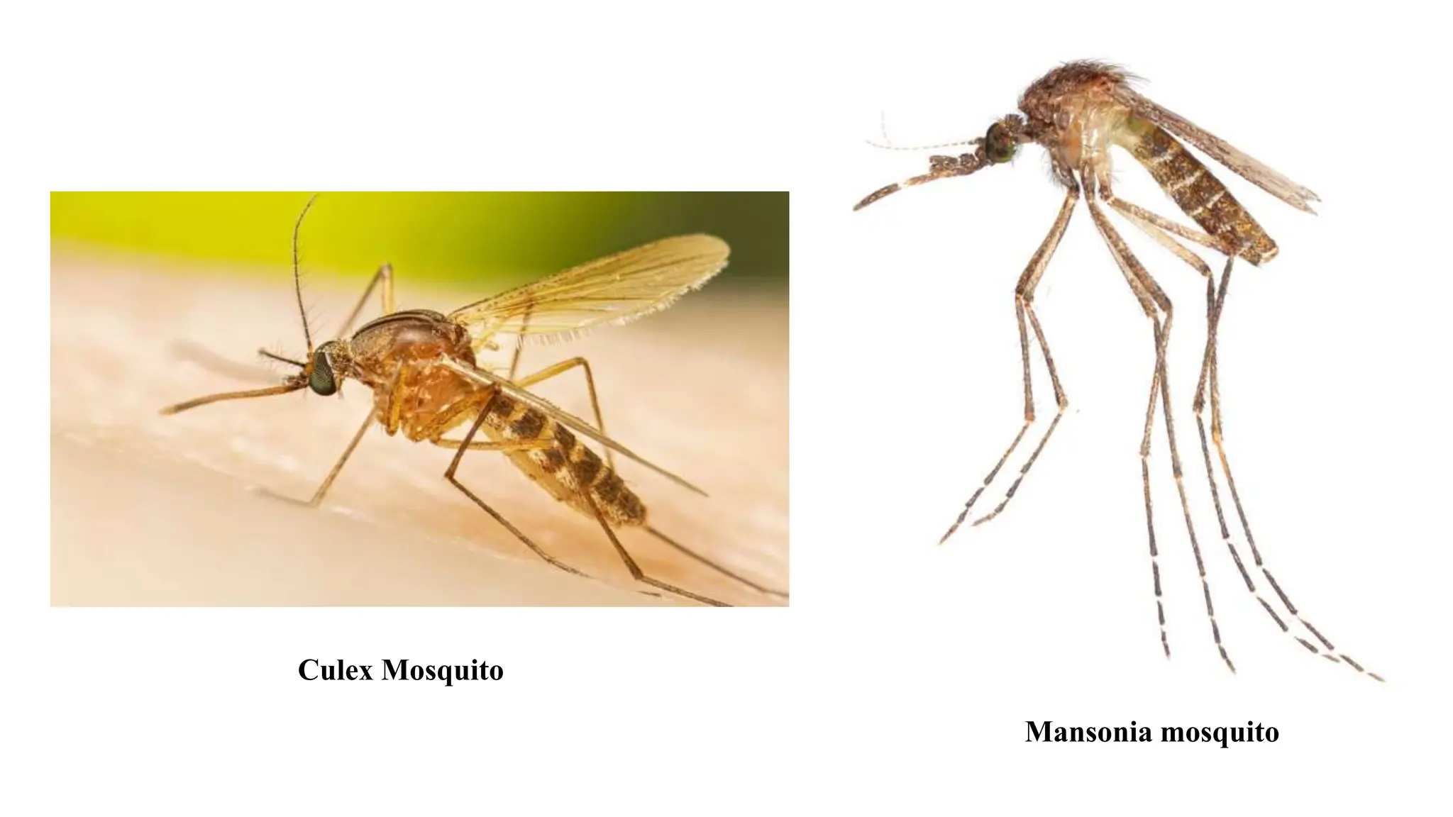 Filariasis I Lymphatic Filariasis I Community Medicine | PPTX