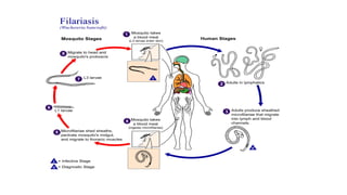 Filariasis is a parasitic disease caused by infection with filarial ...