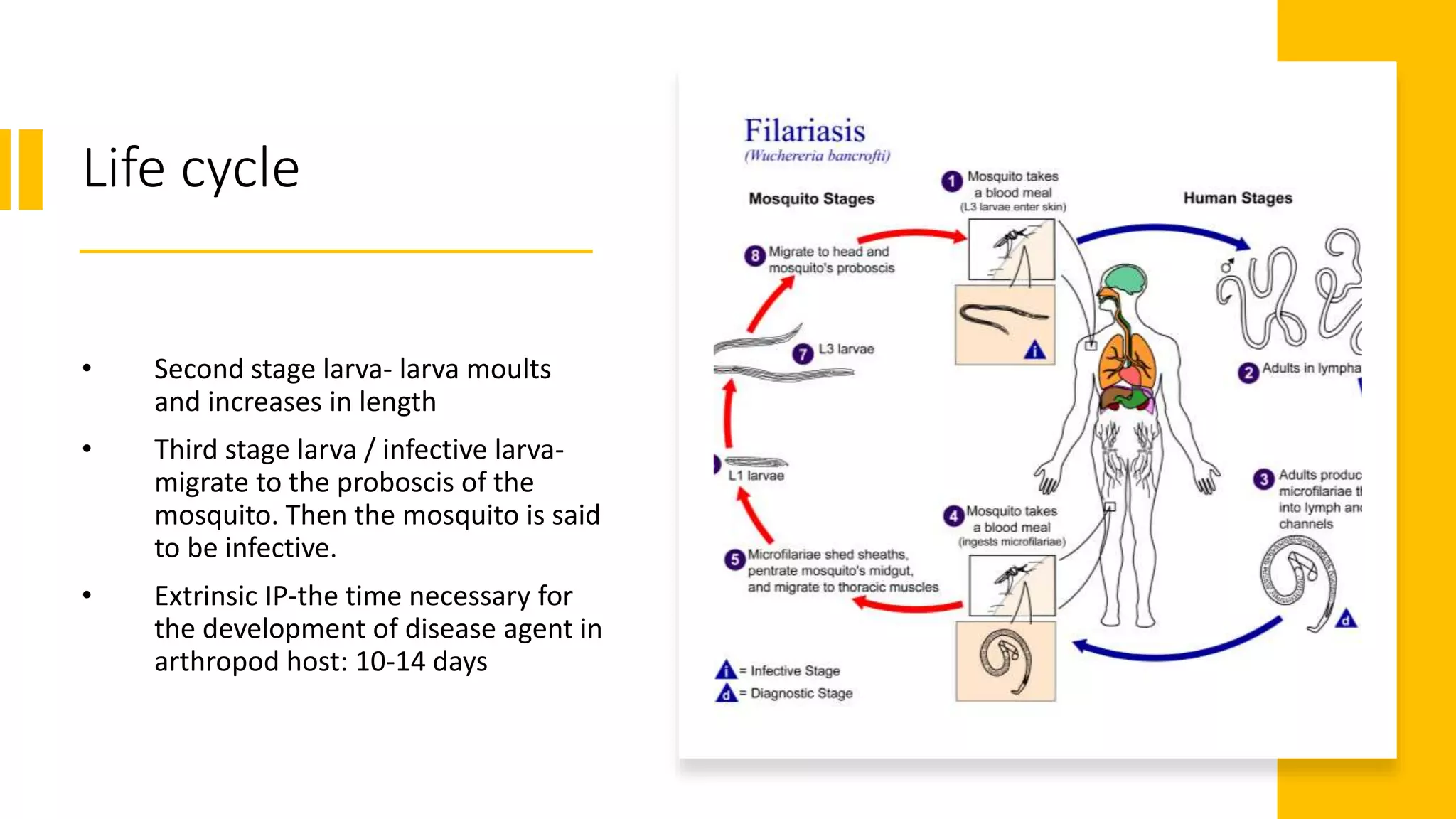 Filariasis | PPTX