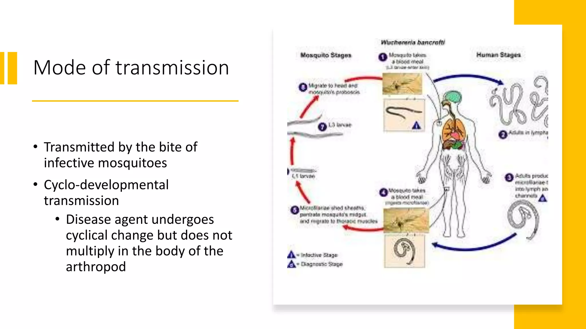 Filariasis | PPTX