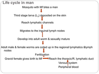 Lymphatic Filariasis jp | PPTX