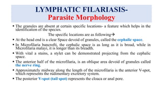 Filarisis | PPTX