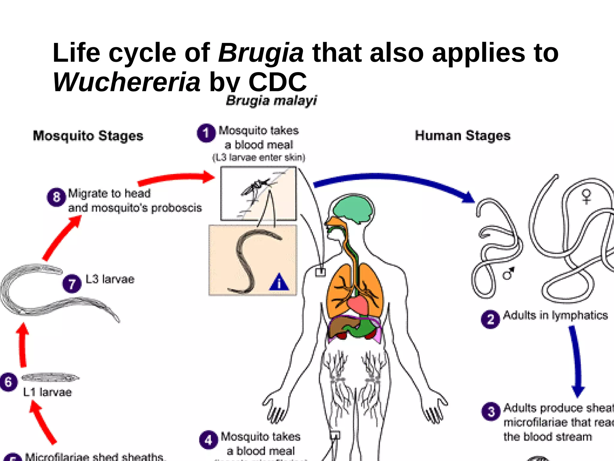 Filariasis | PPT