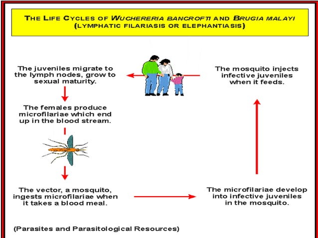 Filariasis | PPT | Infectious Diseases | Diseases and Conditions