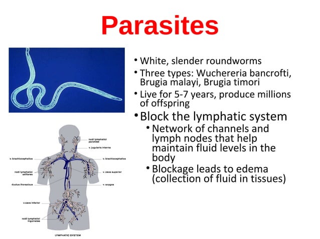 Filariasis | PPT | Infectious Diseases | Diseases and Conditions