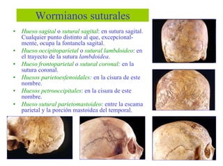 Huesos del cráneo | PDF