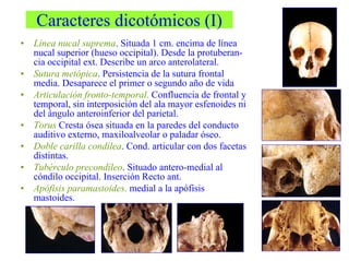 Huesos del cráneo | PDF