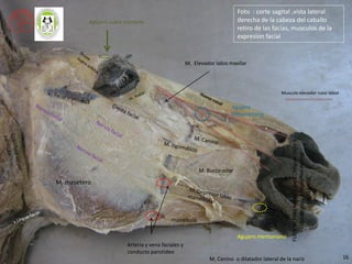 DISECCION ANATOMICA DE LA CABEZA DEL CABALLO(CMSejinS) | PDF