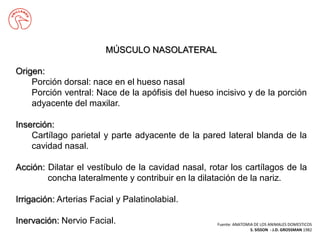 DISECCION ANATOMICA DE LA CABEZA DEL CABALLO(CMSejinS) | PDF