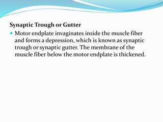 Neuromuscular junction | PPT