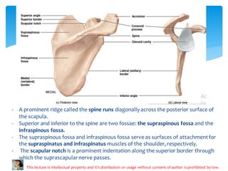 Anatomy ppt on thoracic skeleton file (6).pdf