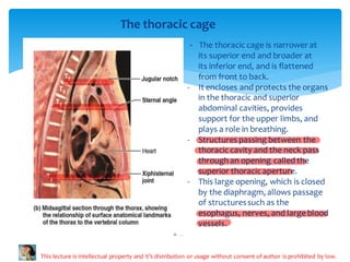 Anatomy ppt on thoracic skeleton file (6).pdf