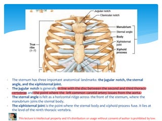 Anatomy ppt on thoracic skeleton file (6).pdf