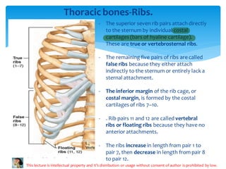 Anatomy ppt on thoracic skeleton file (6).pdf