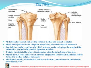 Anatomy ppt on skeleton of lower limb file (9).pdf