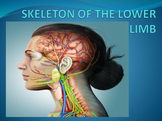 Anatomy ppt on skeleton of lower limb file (9).pdf