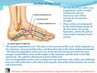 Anatomy ppt on skeleton of lower limb file (9).pdf