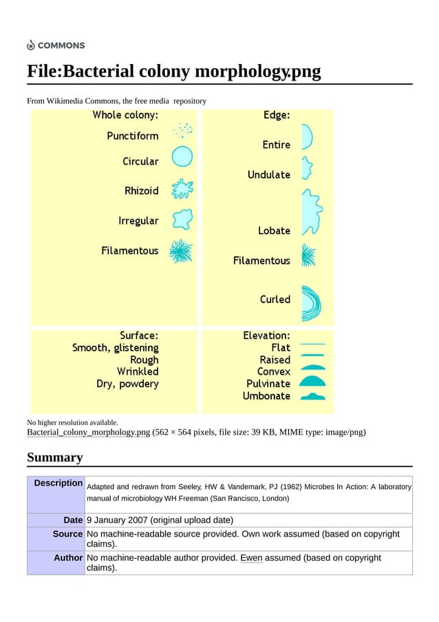 File bacterial colony_morphology.png(1) | PDF
