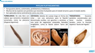 Taxonomía animal, reino animal y criterios de clasificación | PDF