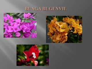 powerpoint pengenalan bunga | PPTX