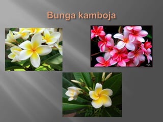 powerpoint pengenalan bunga | PPTX