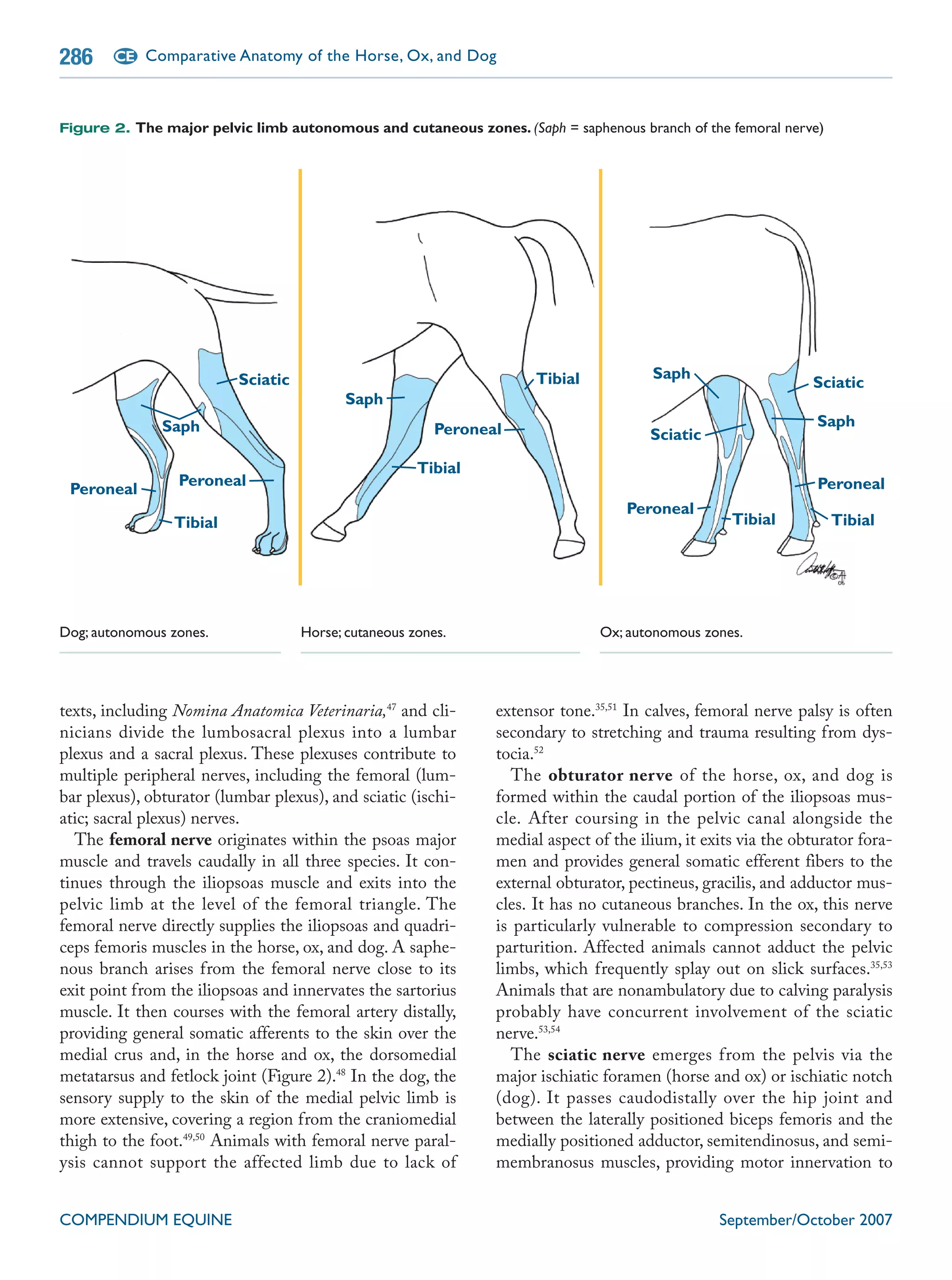 COMPARATIVE ANATOMY | PDF