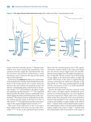 COMPARATIVE ANATOMY | PDF