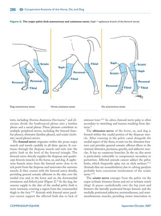 COMPARATIVE ANATOMY | PDF