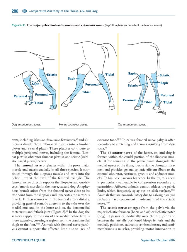 COMPARATIVE ANATOMY | PDF