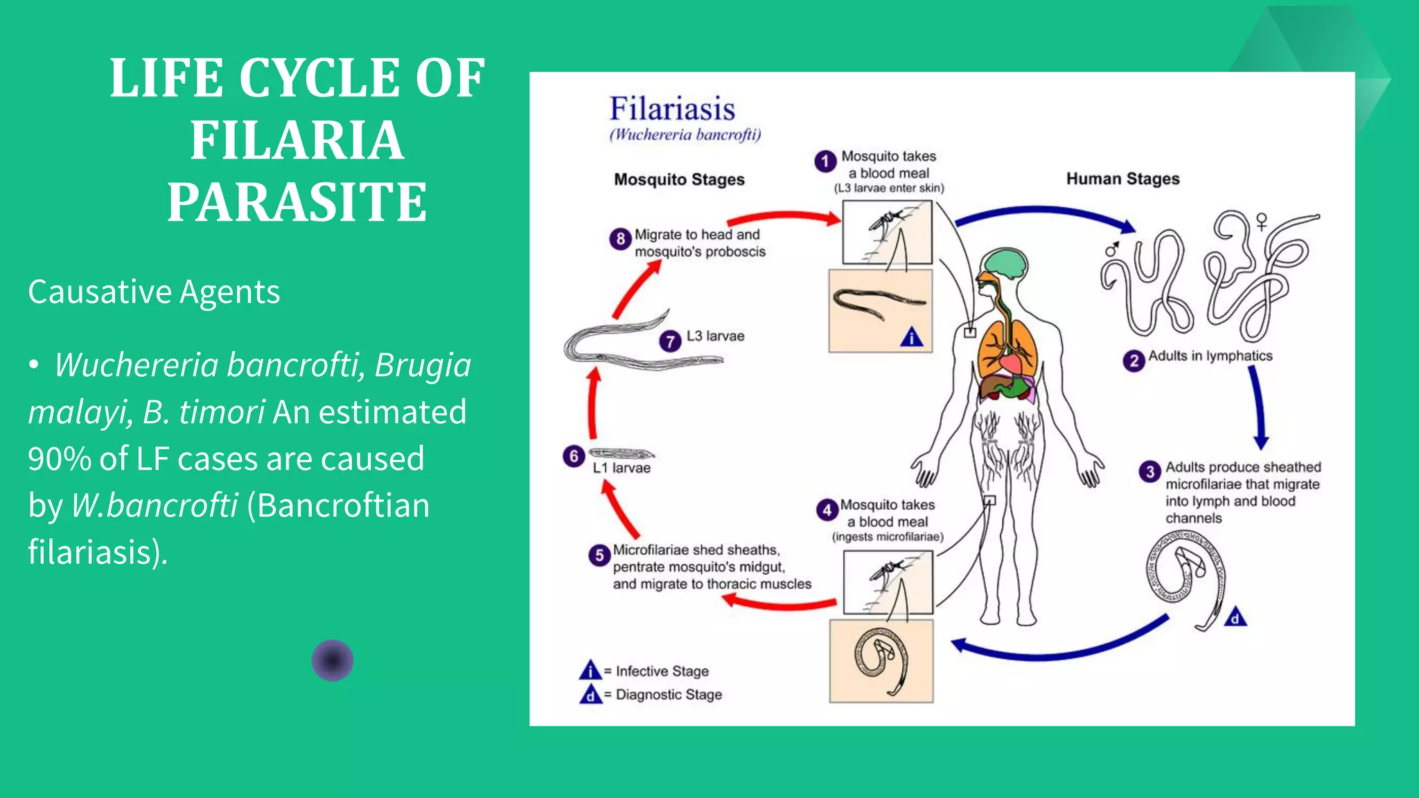 FILIARIASIS.pdf | Infectious Diseases | Diseases and Conditions