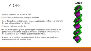 Clase de ADN A, B, Z y H | PPTX