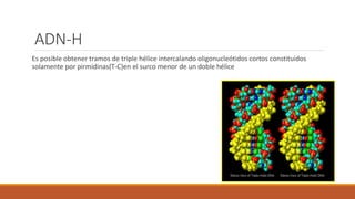 Clase de ADN A, B, Z y H | PPTX