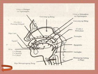 PANIMULANG LINGGWISTIKA : Ang Pagsasalita | PPTX