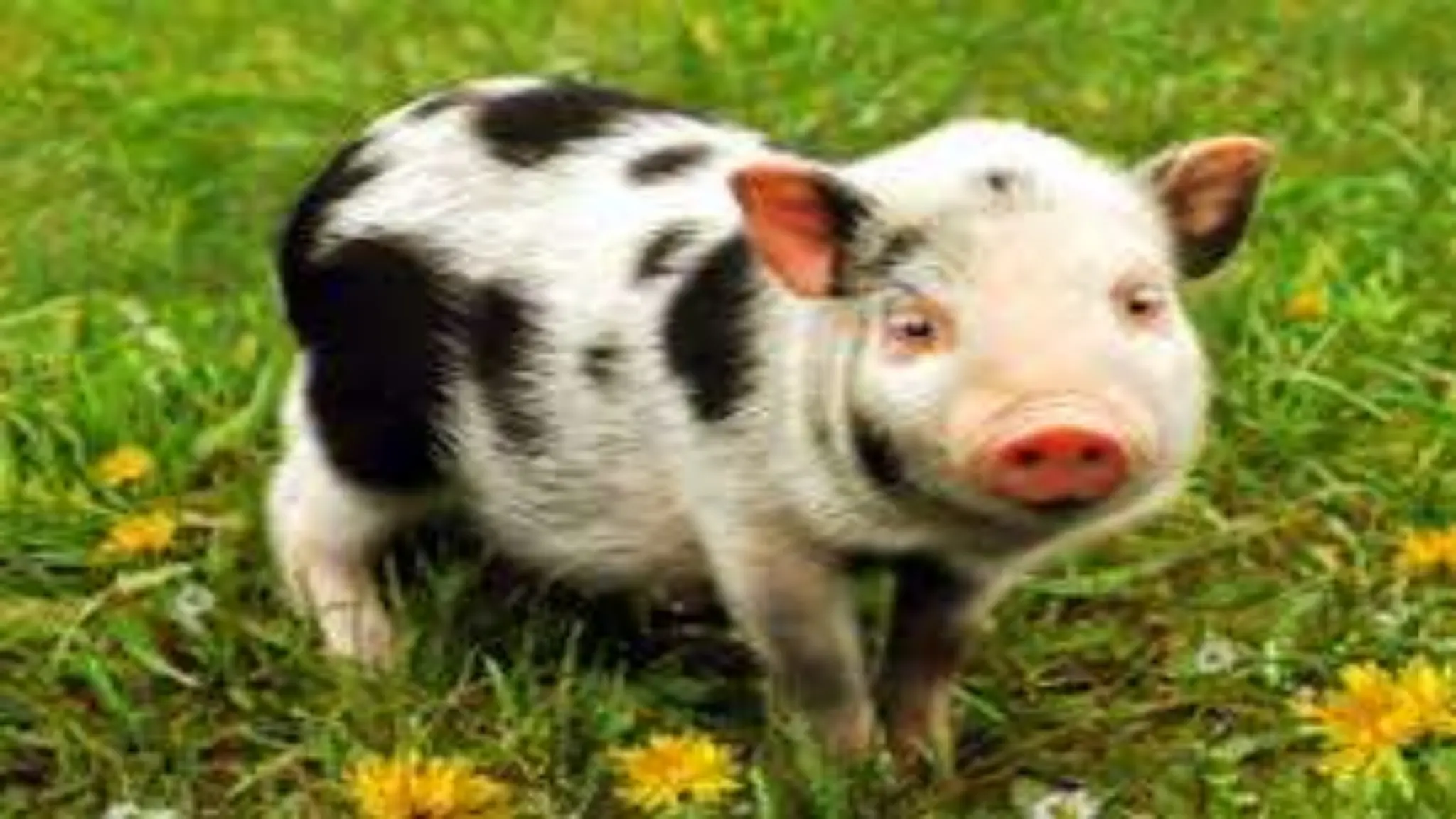 FilipinoQ2 Ang at Ang Mga.pptxnnnnnnnnnn | PPT