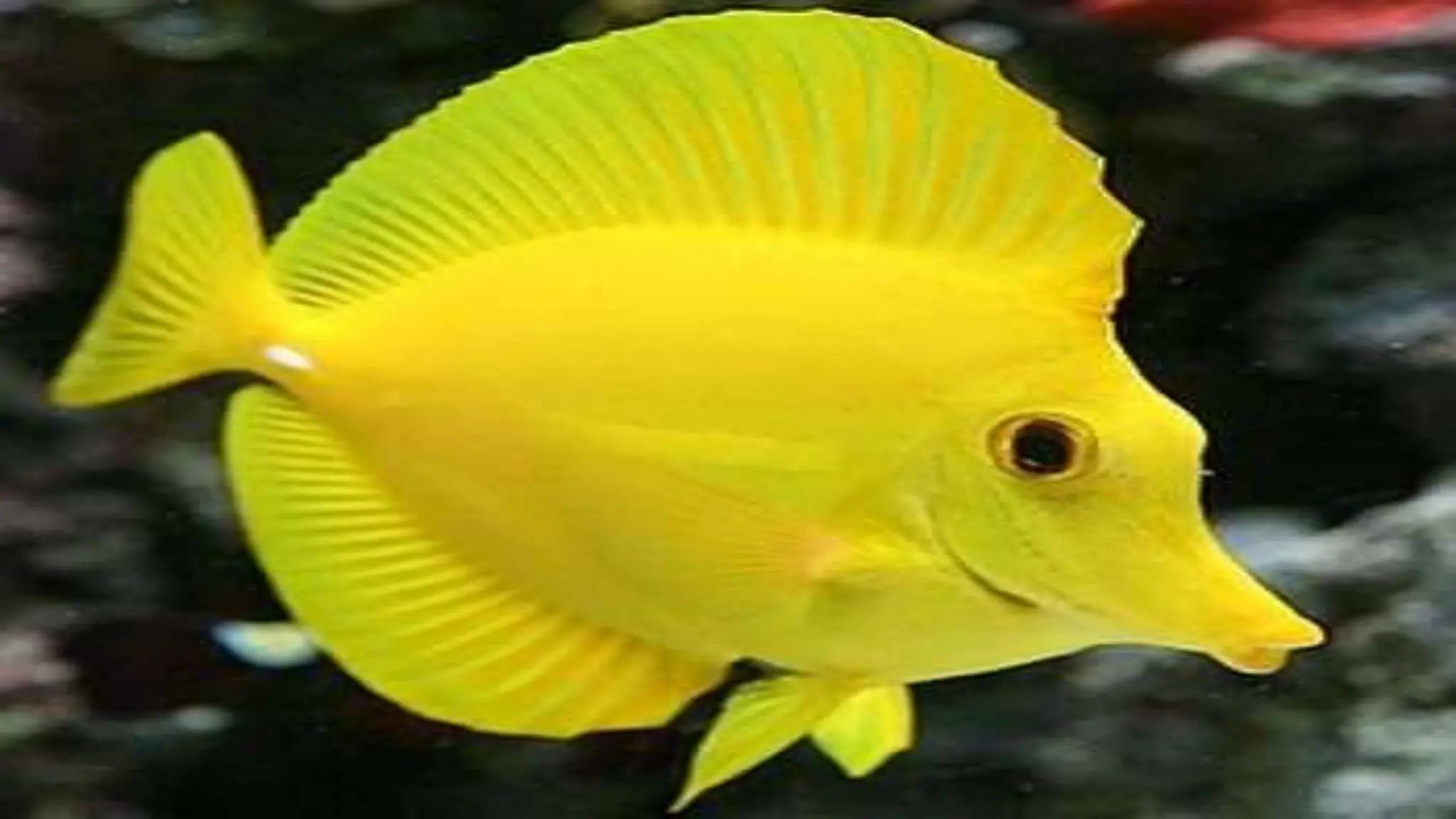 FilipinoQ2 Ang at Ang Mga.pptxnnnnnnnnnn | PPTX