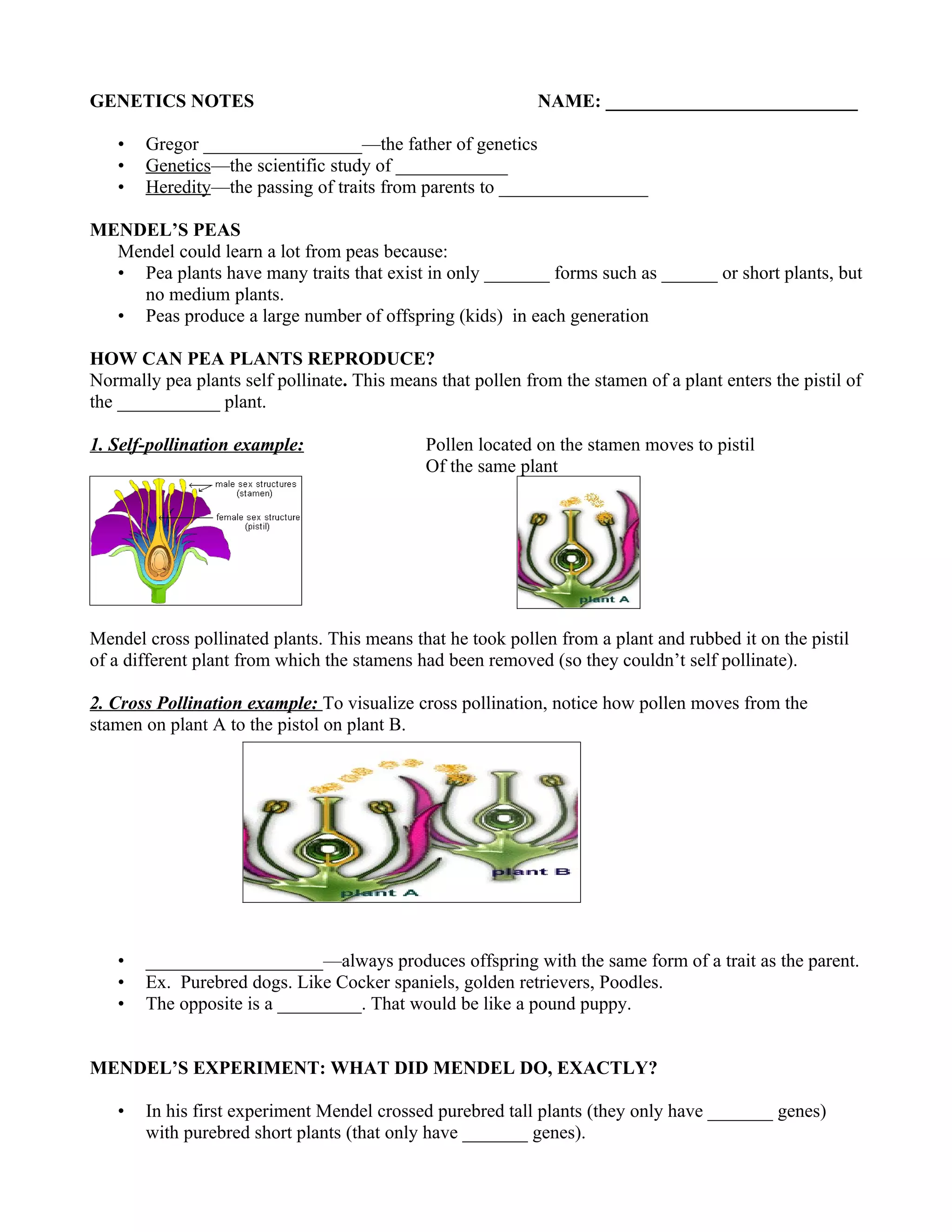 Fill In Notes Probability.Mendel.Genetics | DOC