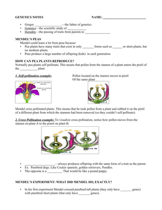 Fill In Notes Probability.Mendel.Genetics | DOC