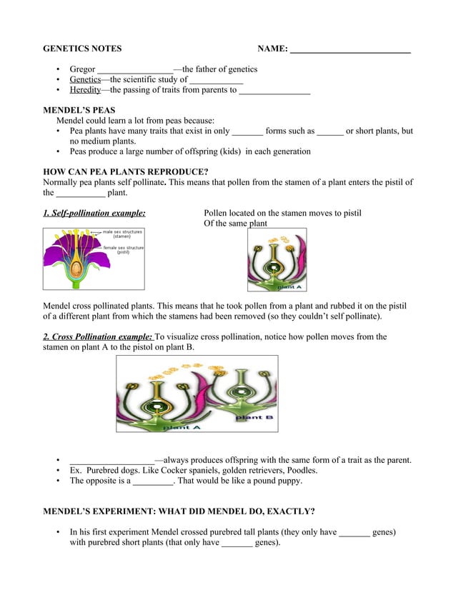 Fill In Notes Probability.Mendel.Genetics | DOC