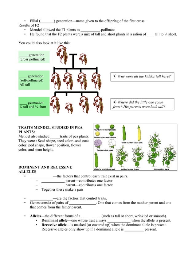 Fill In Notes Probability.Mendel.Genetics | DOC