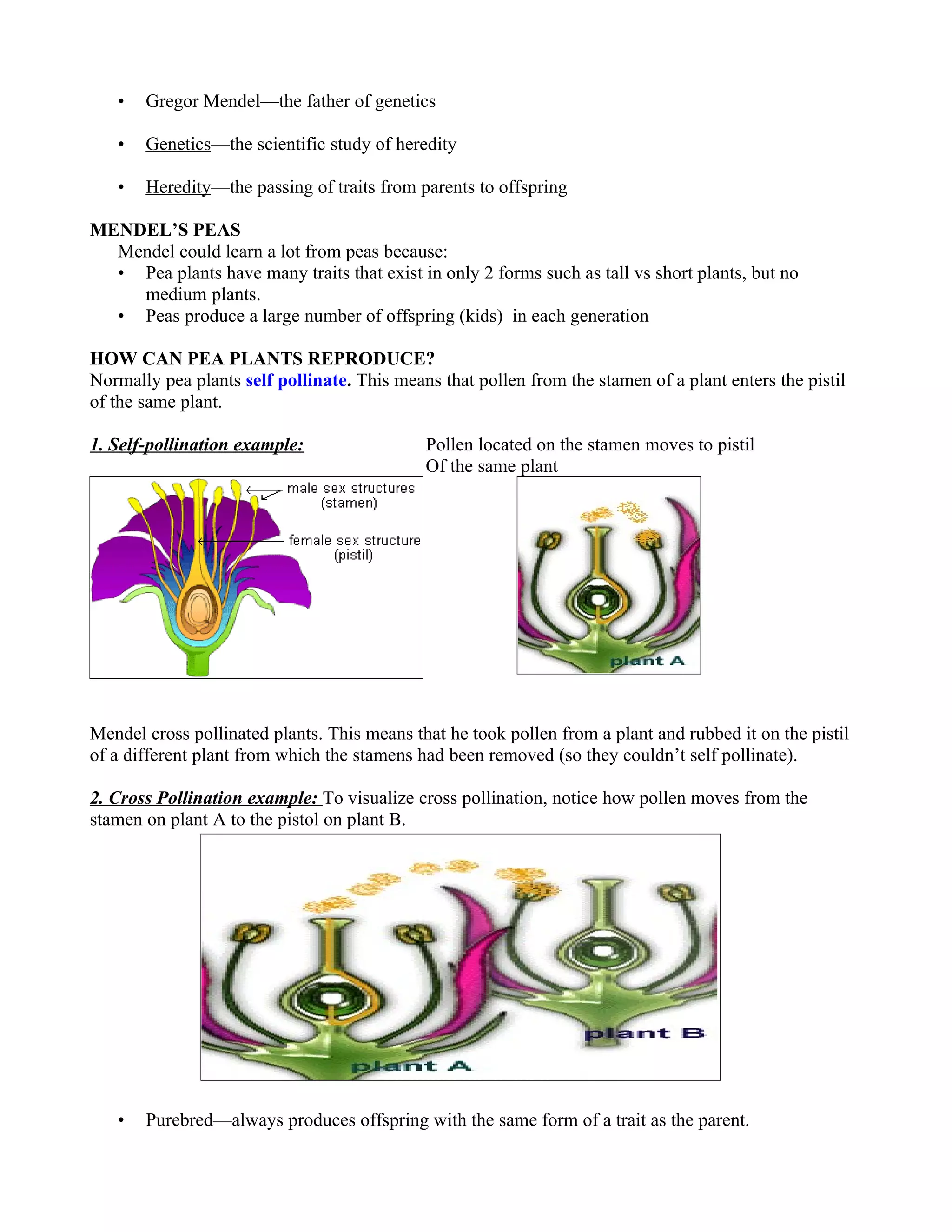 Science Notes. Probability, Mendel and Genetics | DOC