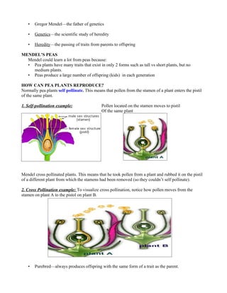 Science Notes. Probability, Mendel and Genetics | DOC | Gardening ...