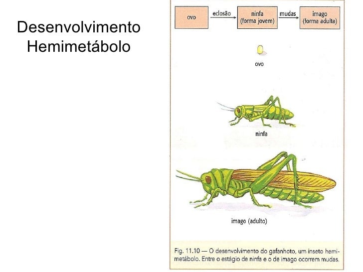 Filo Arthropoda Modificado