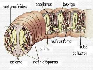 Filo anelídeos 01 características e anatomia | PPT