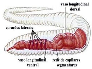 Filo anelídeos 01 características e anatomia | PPT