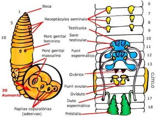 Filo anelídeos 01 características e anatomia | PPT