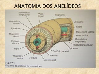 Filo anelídeos 01 características e anatomia | PPT