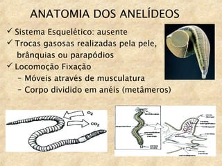 Filo anelídeos 01 características e anatomia | PPT